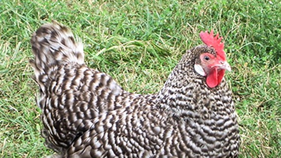 Amateur d'oeufs frais, pensez aux poules pondeuses Naudin Volailles.